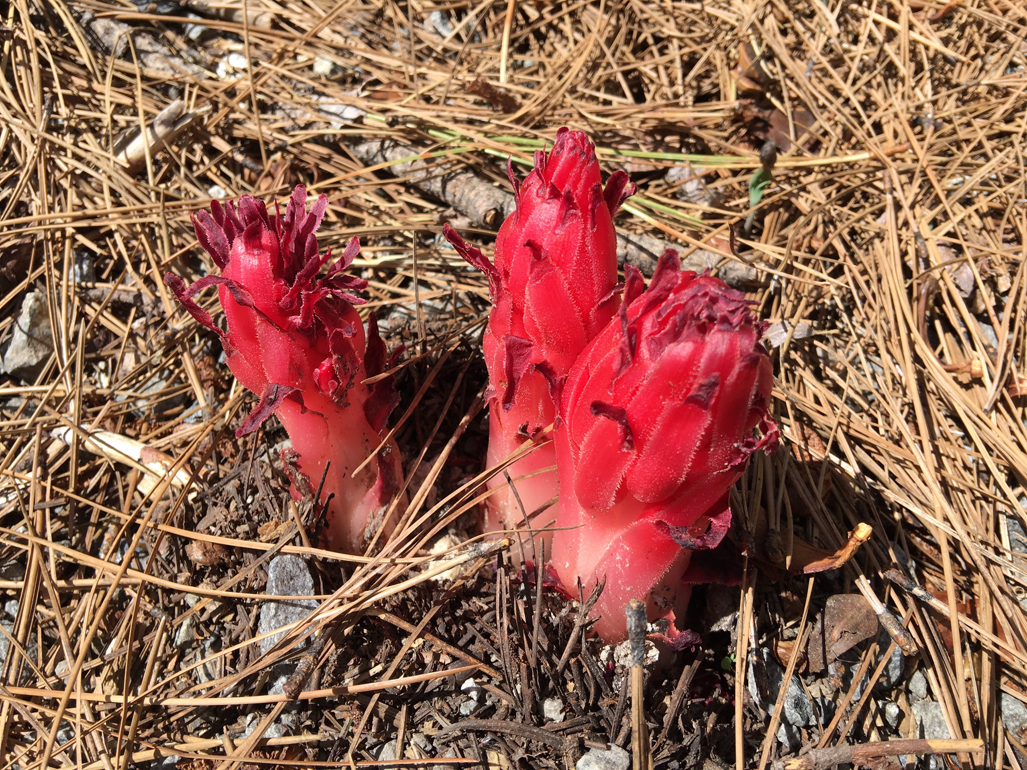 Crimson Snow Plant in the Mountains | RenoNaVi ｜りのなび